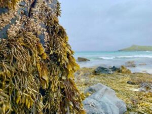 Atlantic Dulse: The Premier Seaweed Superfood That Tastes Mildly Like ...