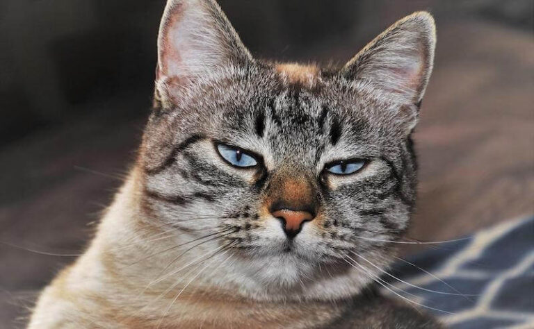 Your Kitty Would Like Some Of The Good Stuff, Cat Crack Catnip ...