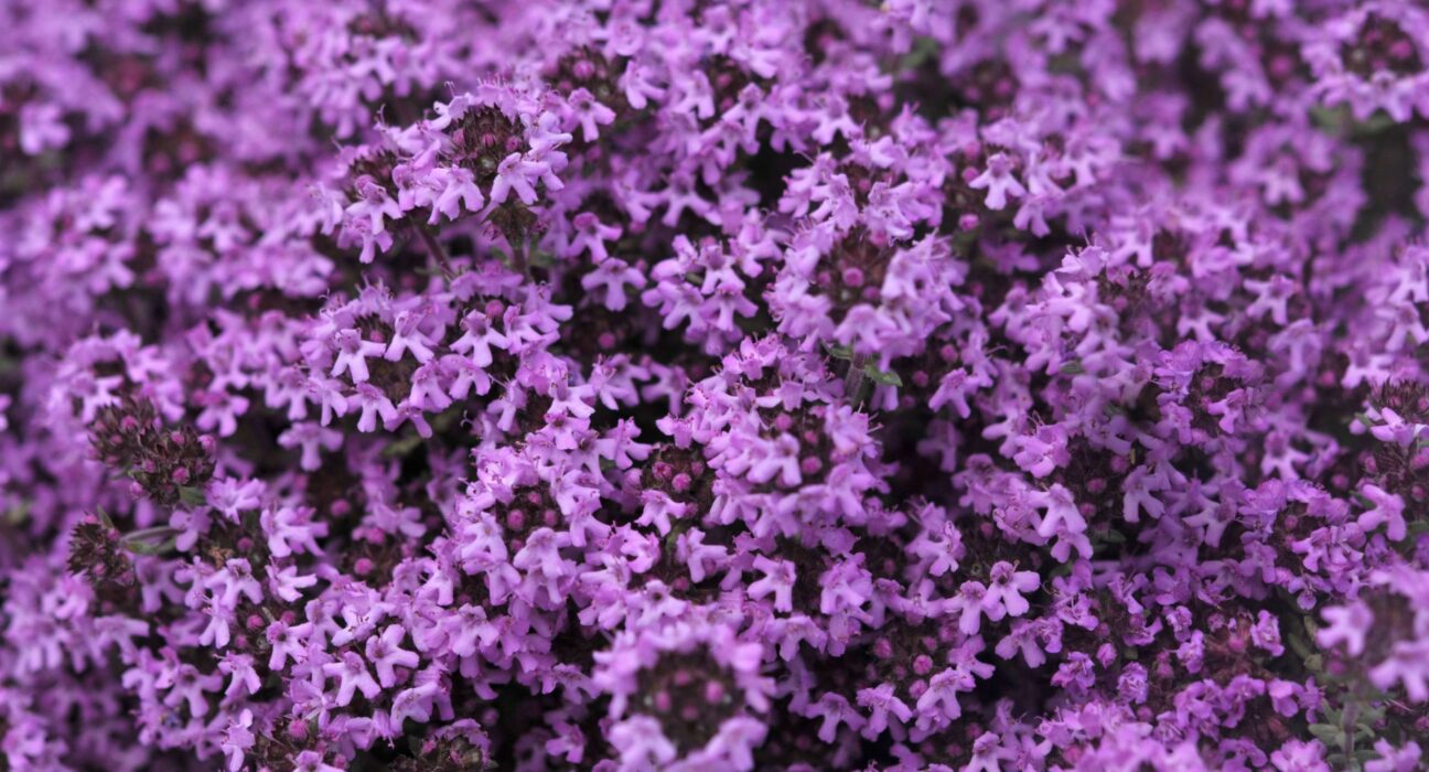 10 Amazing Benefits of Planting Red Creeping Thyme In Your Garden ...