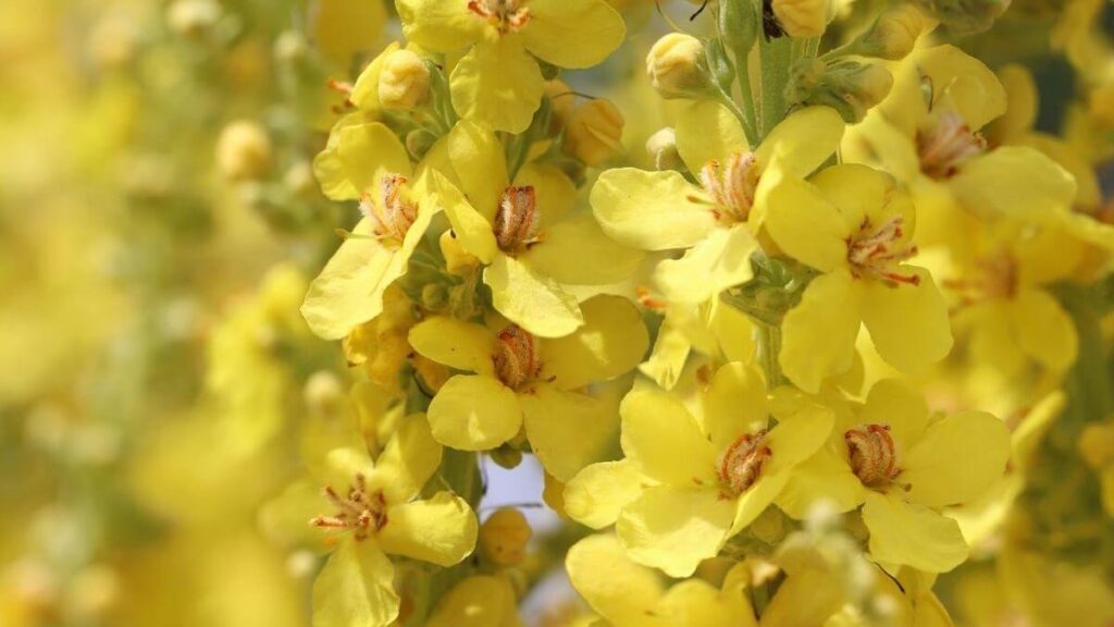 Mullein For Lungs – The Best Way to Detoxify and Heal Naturally ...