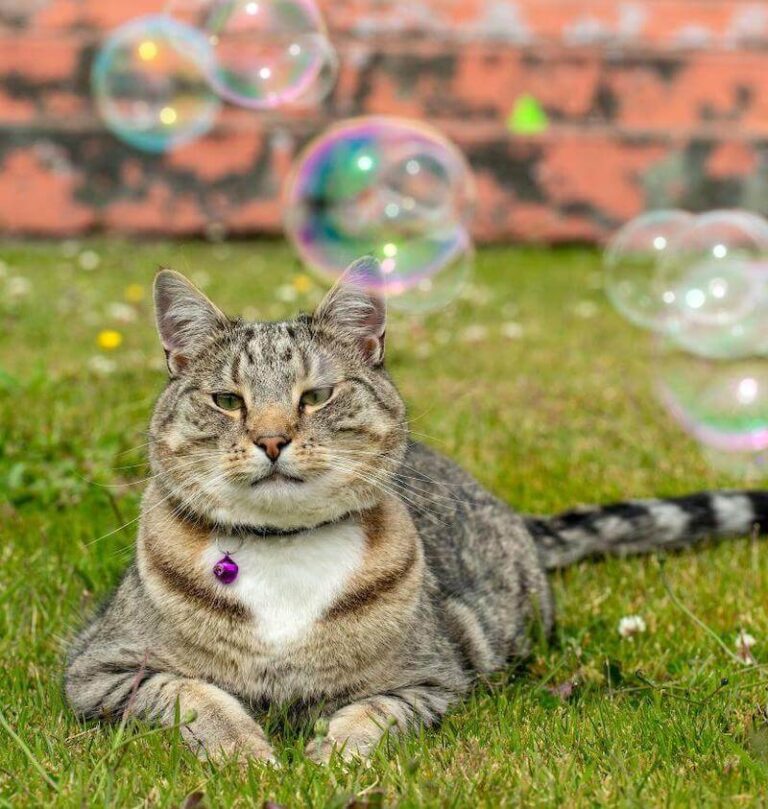 Want Your Cat to Love You More? Give Him Catnip Bubbles! - TheWellthieone