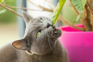 Impress Your Cat & Learn How to Dry Catnip! - TheWellthieone