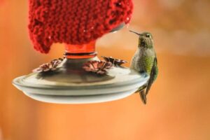 A Heated Hummingbird Feeder Attachment Will Keep Them Happy All Winter ...