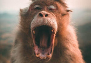 Create Your Own Homemade Clove Toothpaste for a Total Oral Health ...