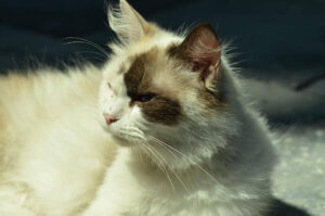 Cat Feeling Snotty? If You’re Looking for A Cat Blocked Nose Remedy ...